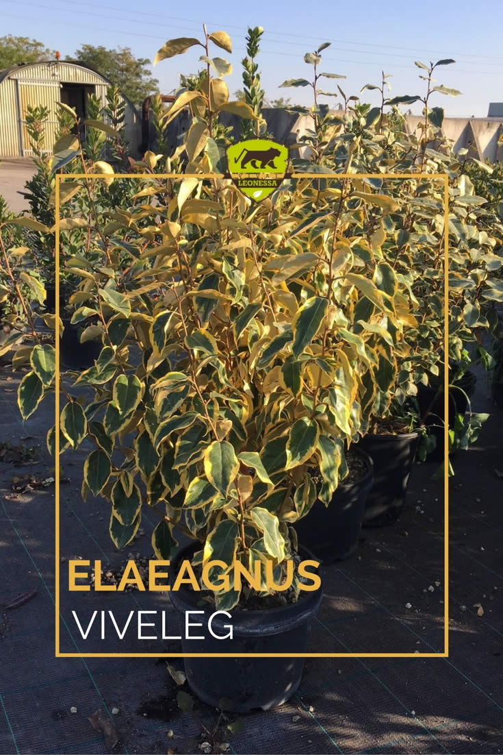 Produzione di piante ornamentali da esterno in contenitore | Leonessa Vivai